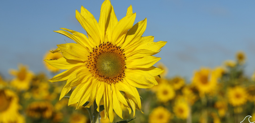 Here’s to growing – Keep Going, Keep Growing